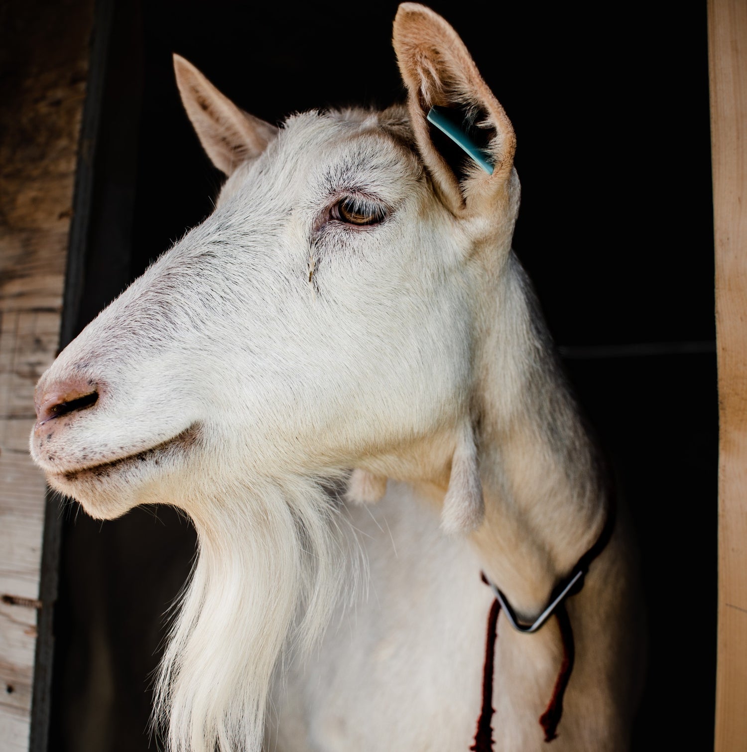 Homegrown From Scratch